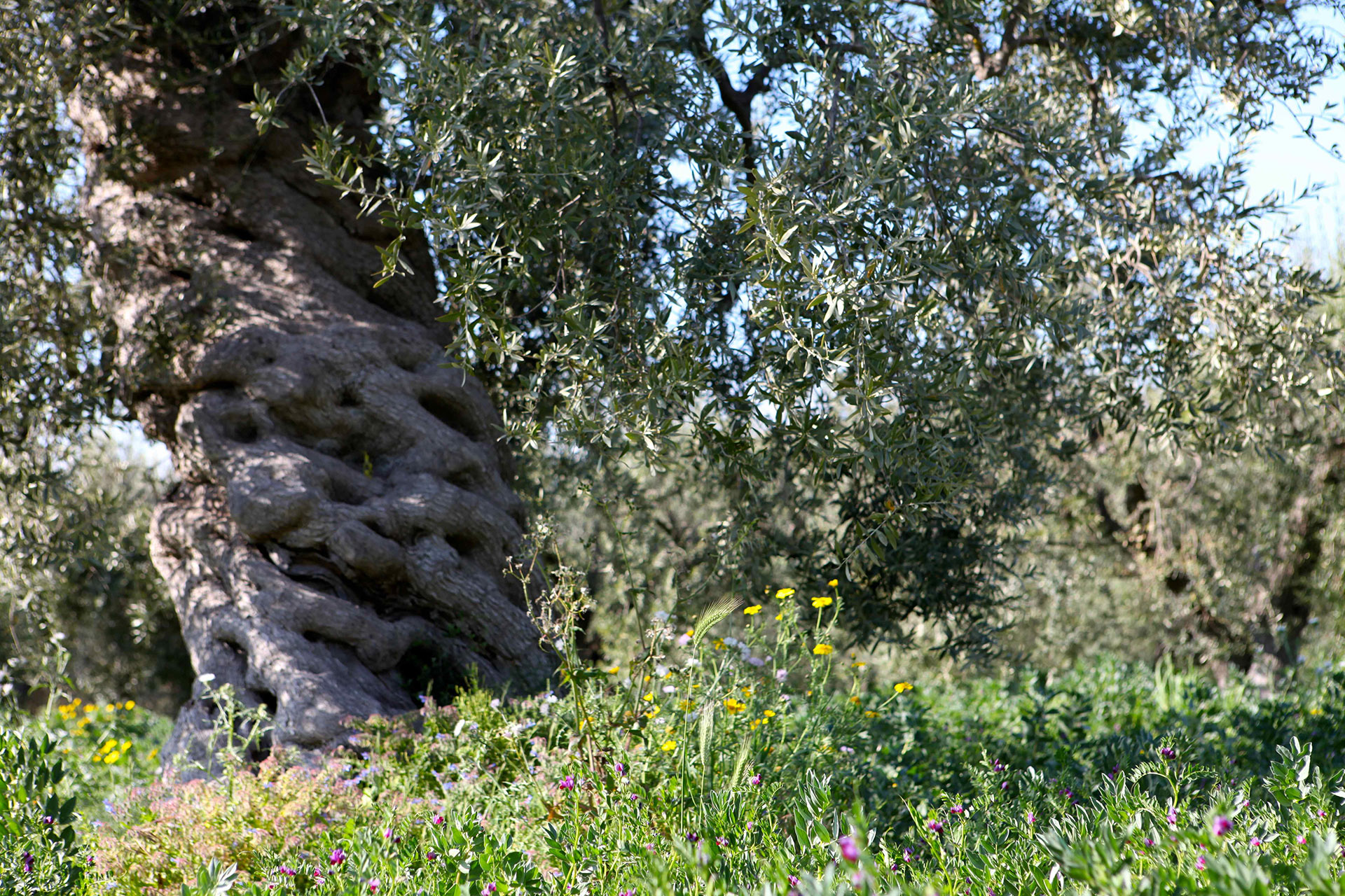About - Fattoria Mosè